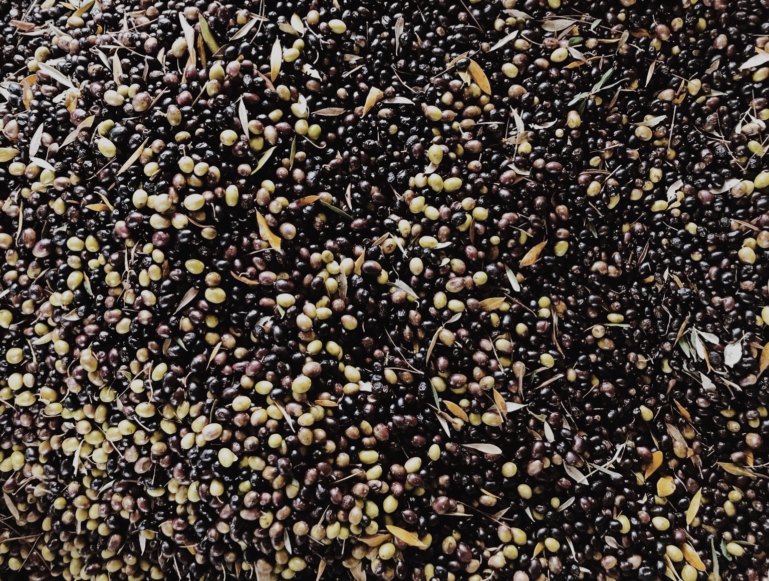 Olive | The Food Library